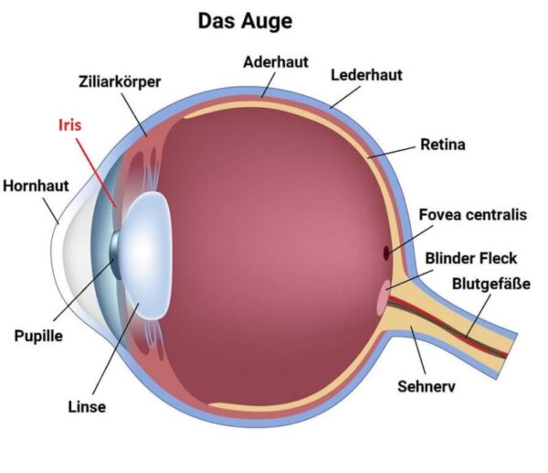 Auge Iris Vernderung